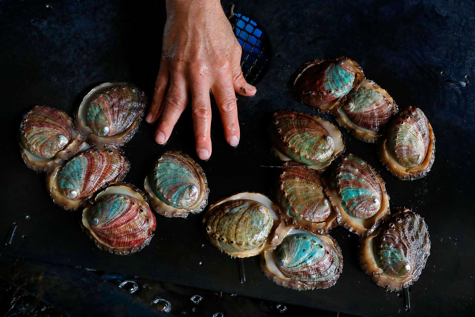Farmed abalone emerges as a local, sustainable seafood choice