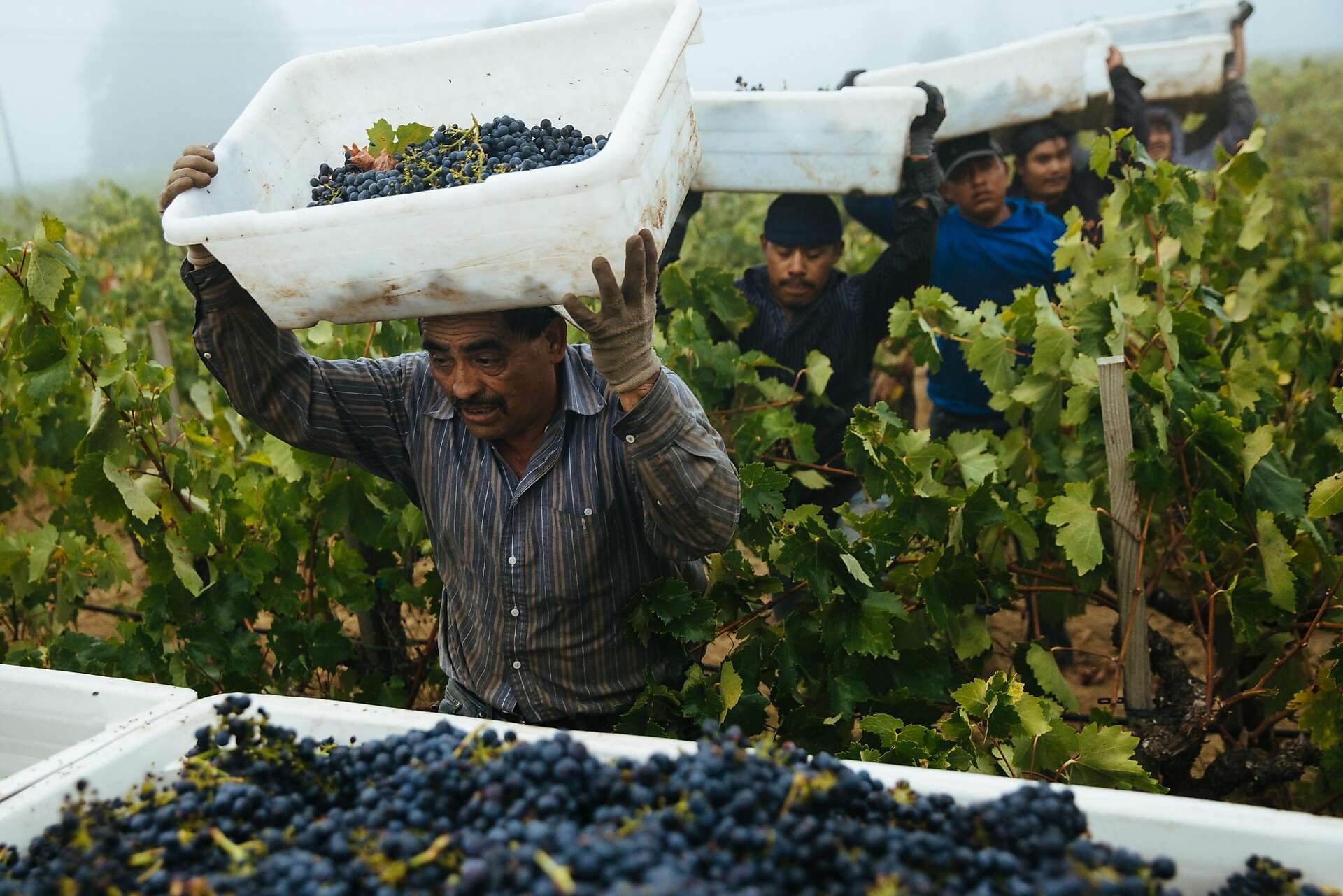 Inside 2017 California wine harvest: Grapes look great, labor crisis looms