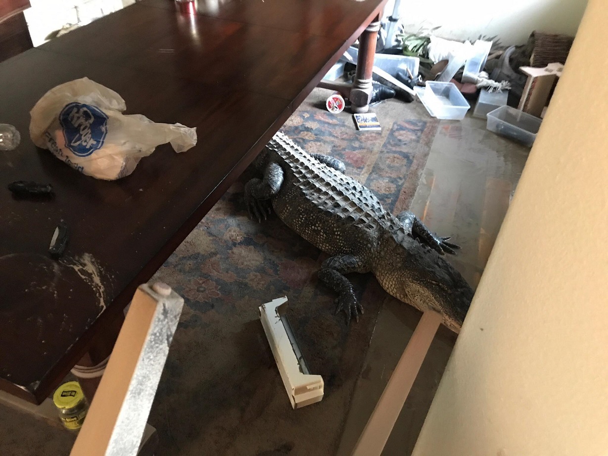 Harris County constables discover large alligator in wrecked Hurricane ...