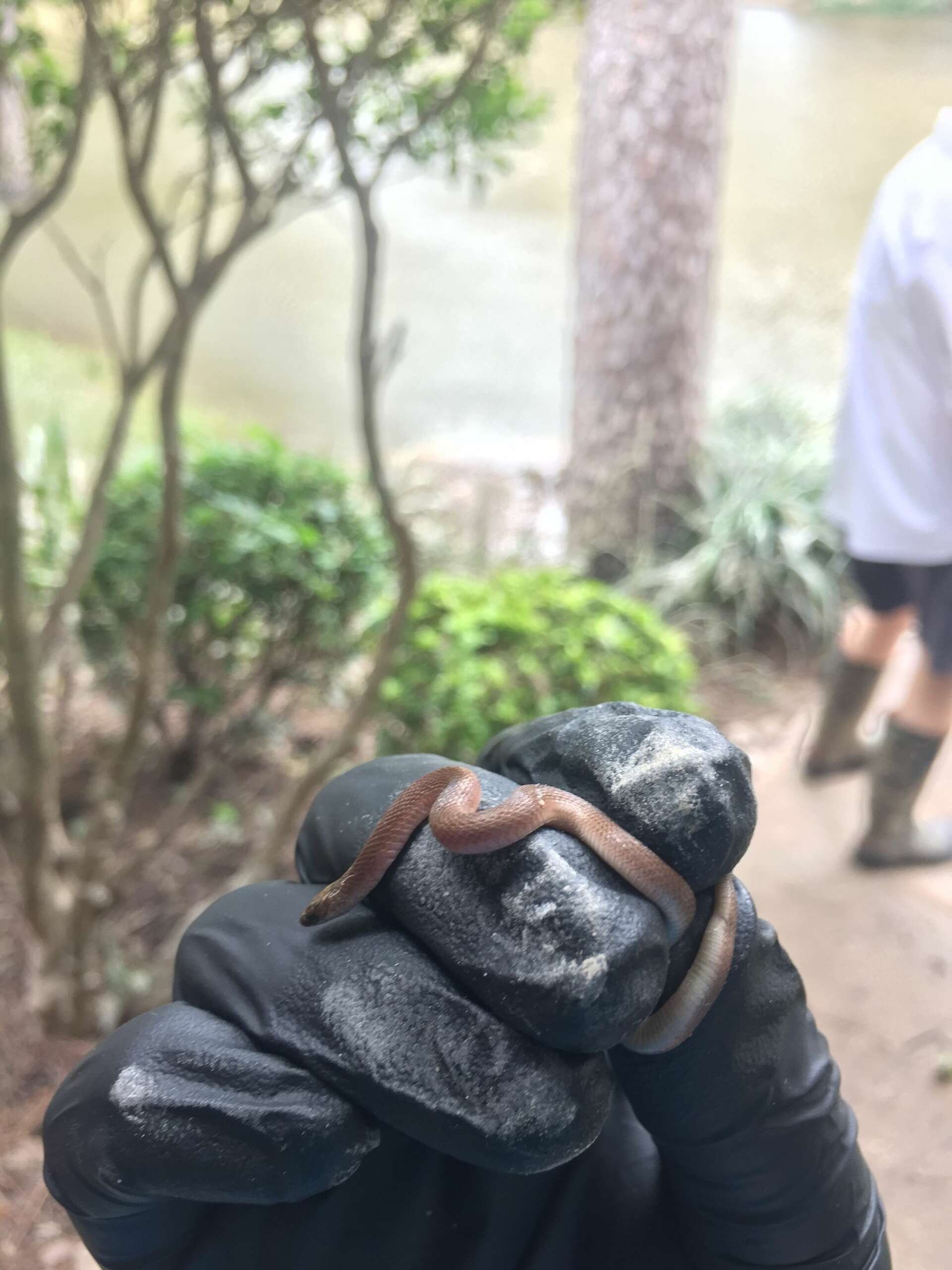 Texas woman finds giant wolf spider outside her home after Harvey