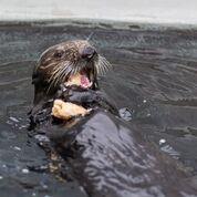 Otter returns to wild as Marine Mammal Center ramps up efforts to heal ...
