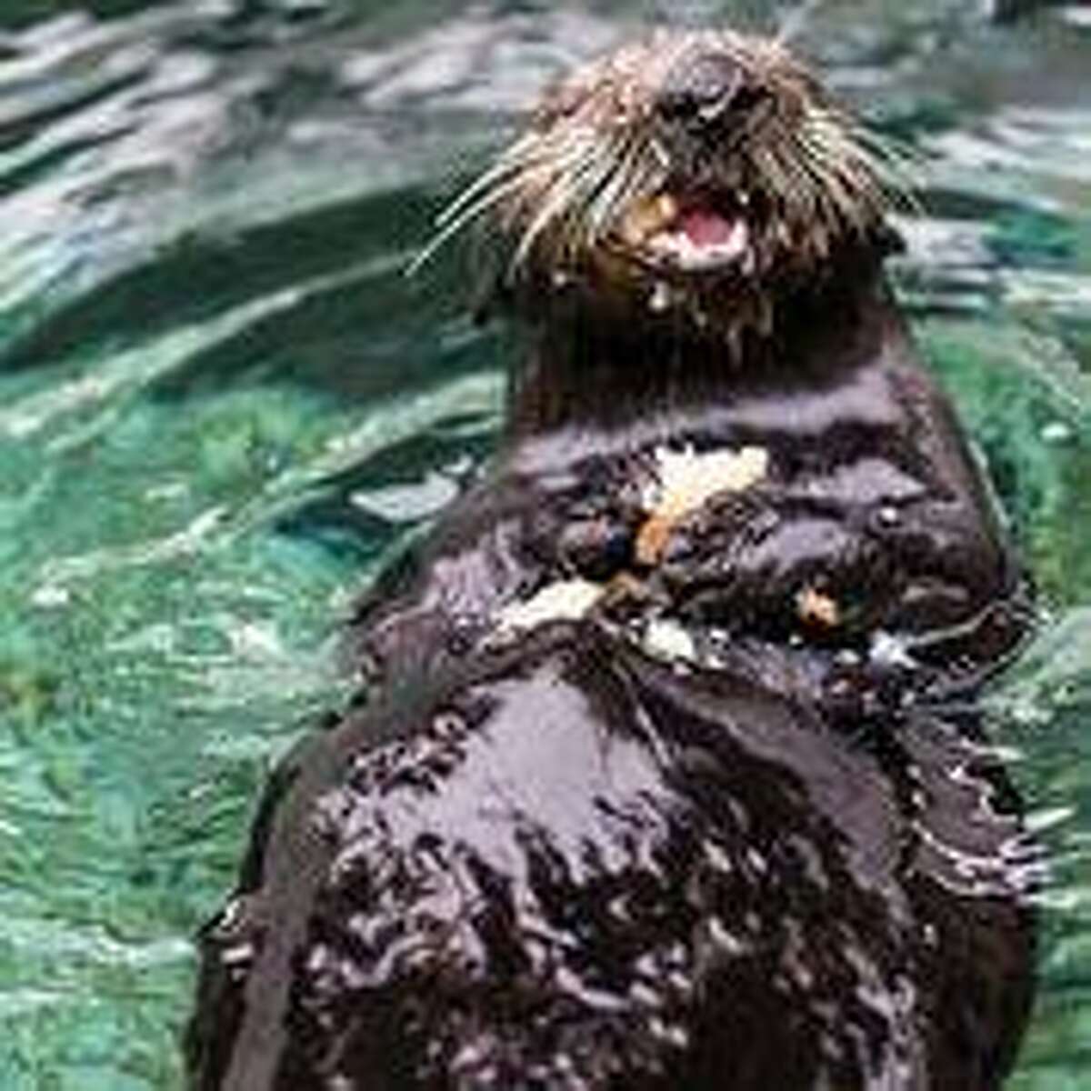 Otter returns to wild as Marine Mammal Center ramps up efforts to heal ...