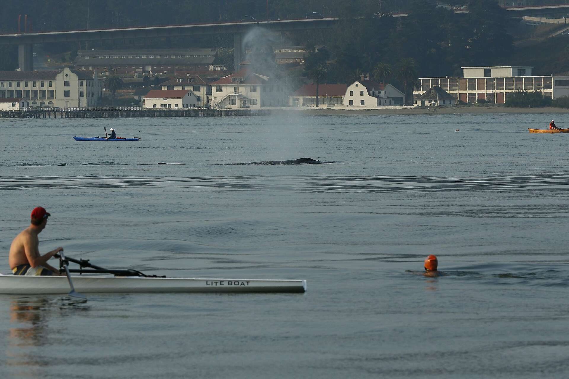 Why eye-popping whale shows off the California coast are the new normal