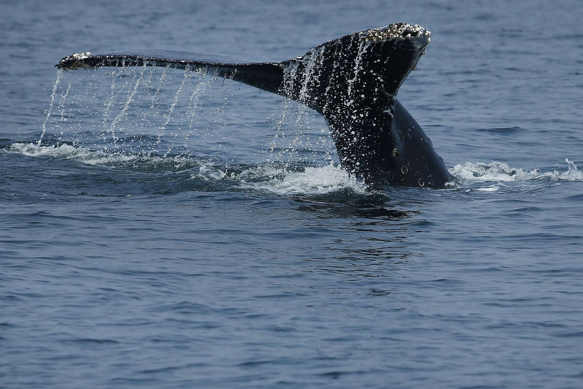 Why eye-popping whale shows off the California coast are the new normal