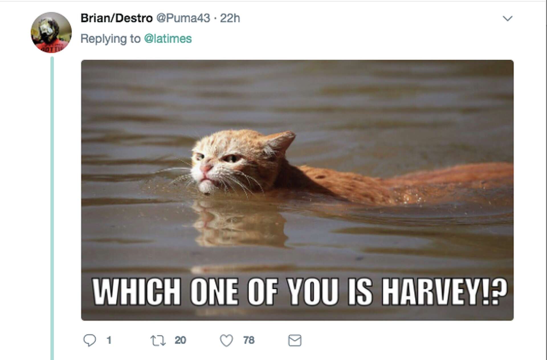 Photo of 'angry' cat in Harvey floodwaters sparks memes, controversy