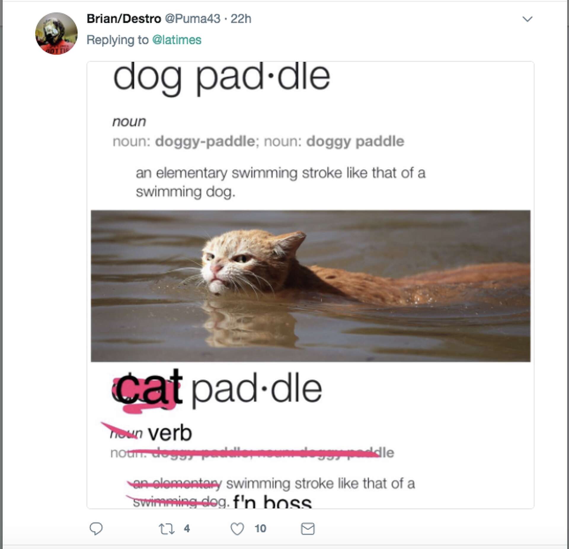 Photo of 'angry' cat in Harvey floodwaters sparks memes, controversy