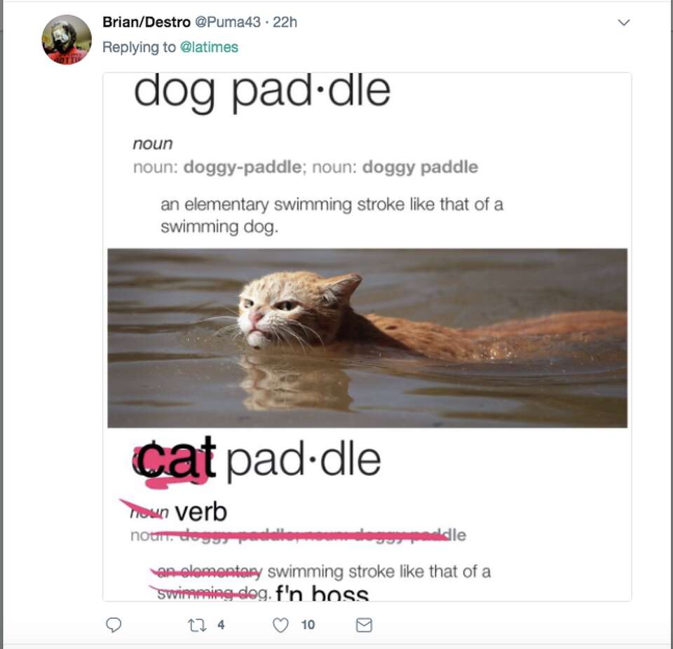 Photo of 'angry' cat in Harvey floodwaters sparks memes, controversy