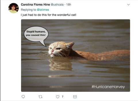 Photo of 'angry' cat in Harvey floodwaters sparks memes, controversy