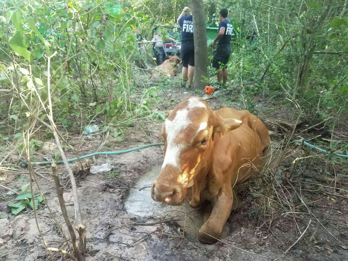 East Montgomery firefighters dig out cows stuck in mud for 5 days