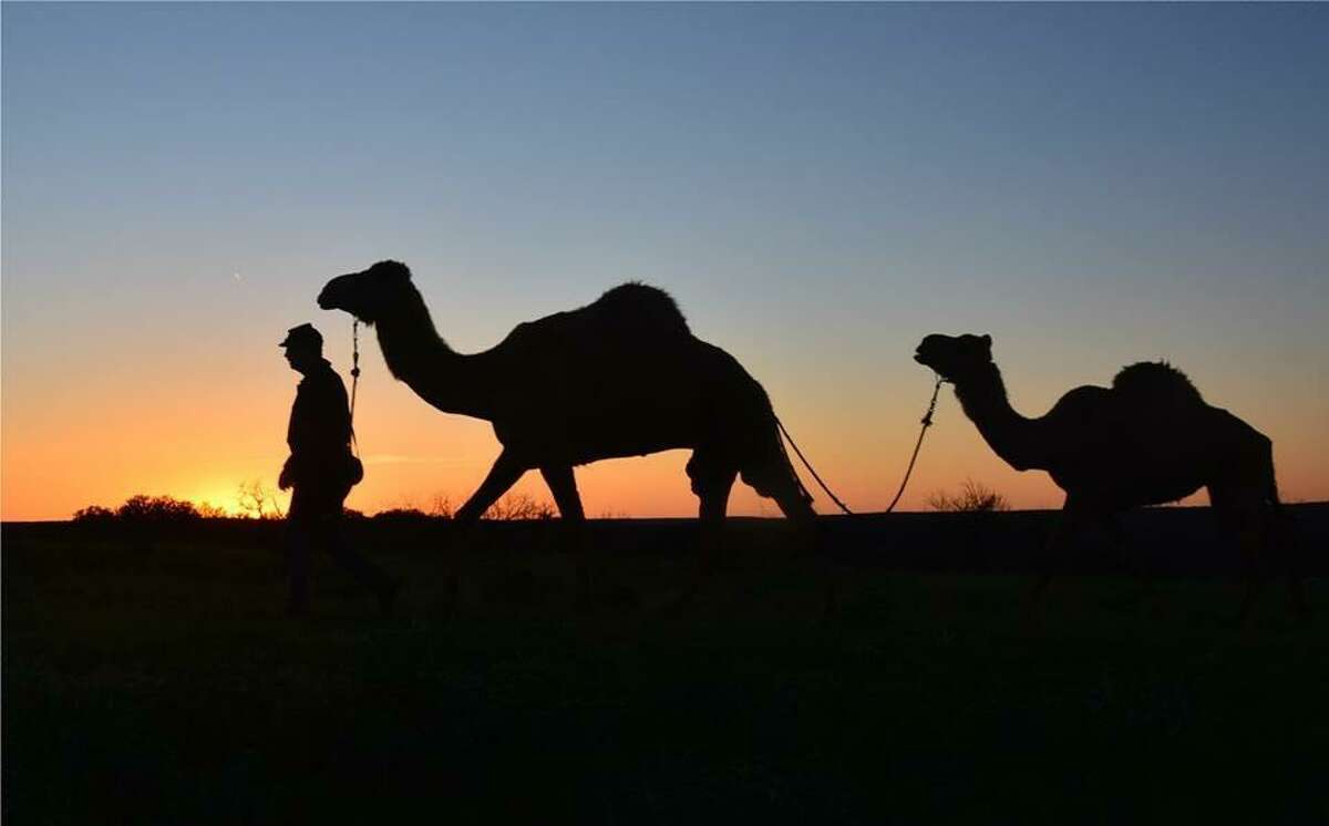 Military’s Texas camel experiment was a short one