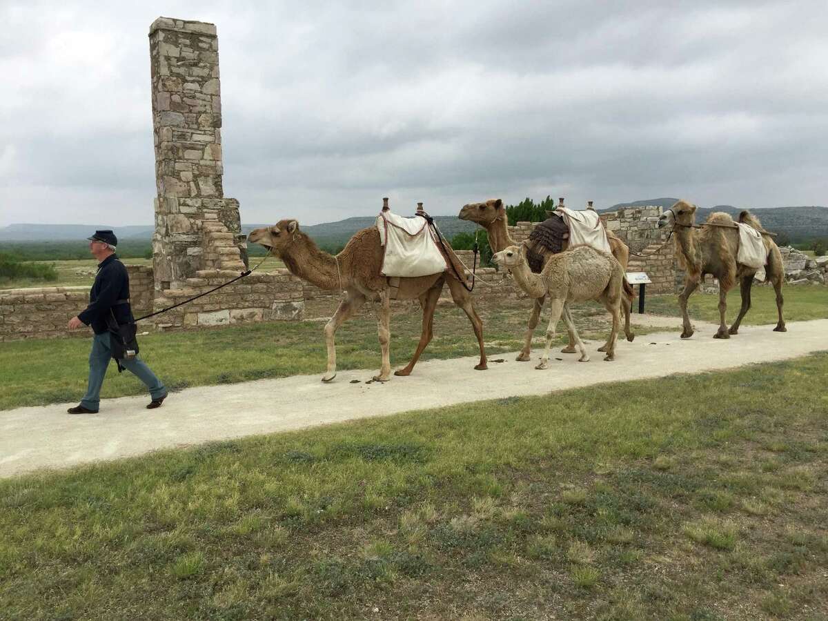 Military’s Texas camel experiment was a short one