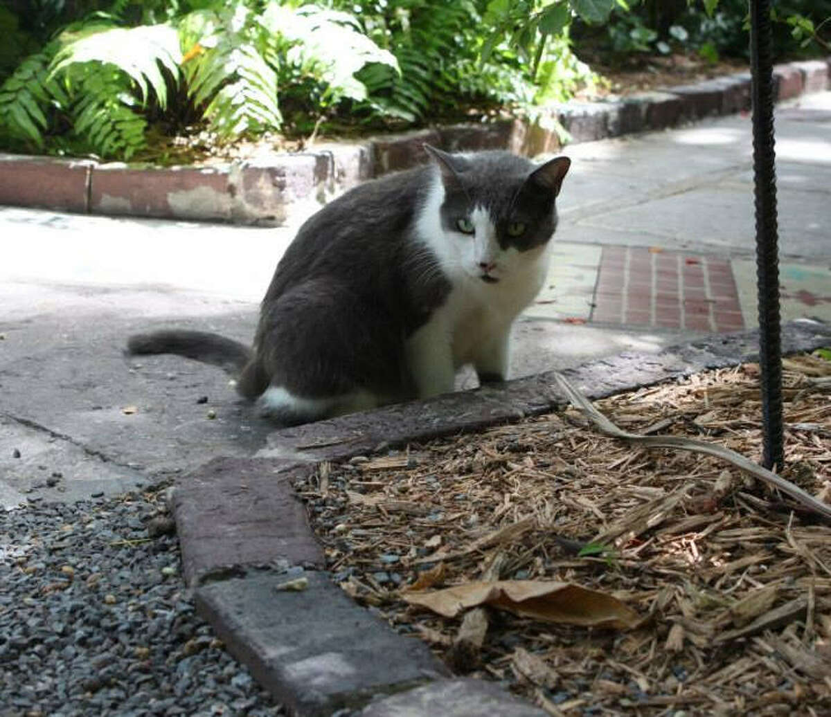 Cats at Ernest Hemingway home in Key West to weather Hurricane Irma
