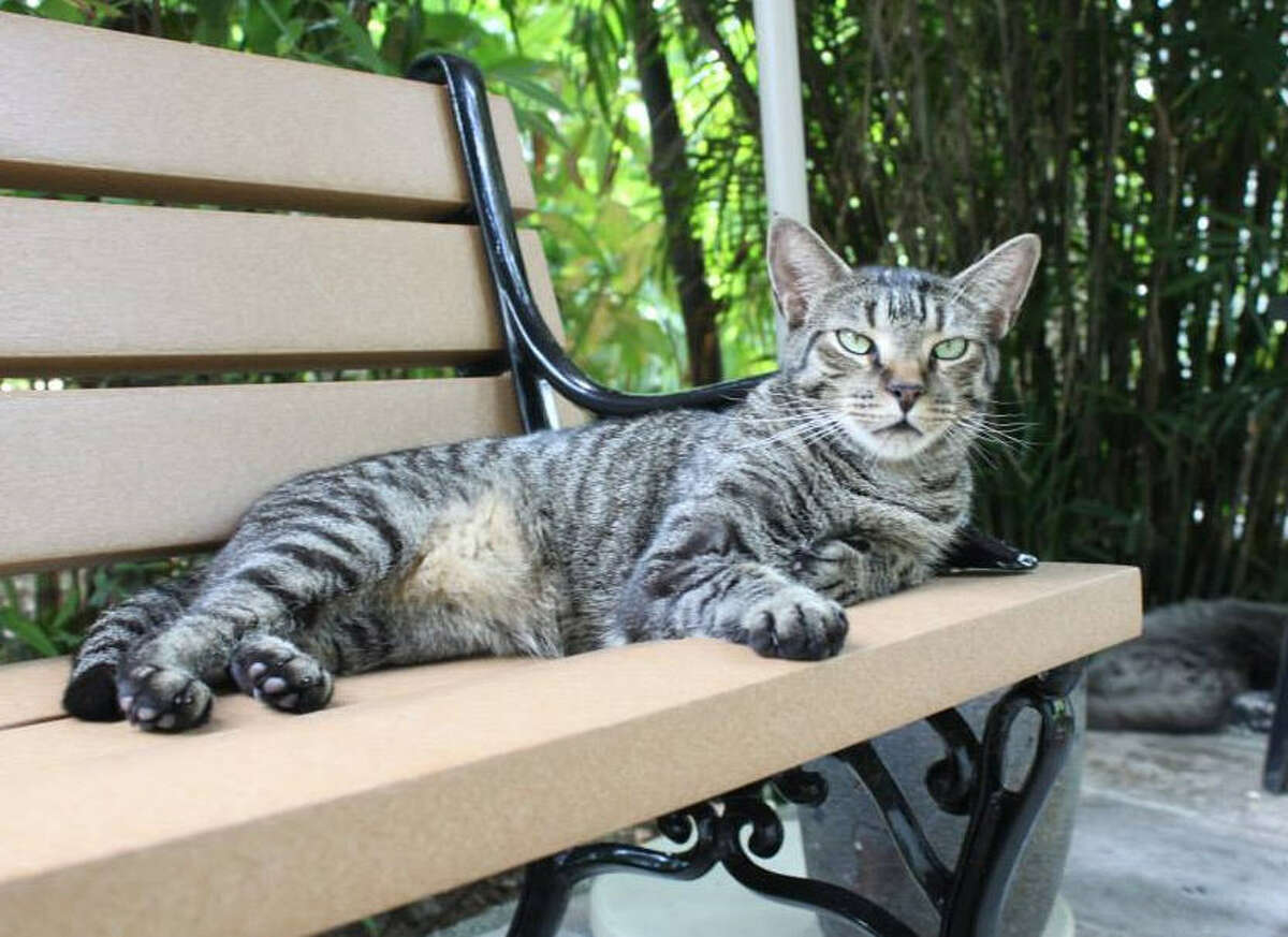 Cats at Ernest Hemingway home in Key West to weather Hurricane Irma