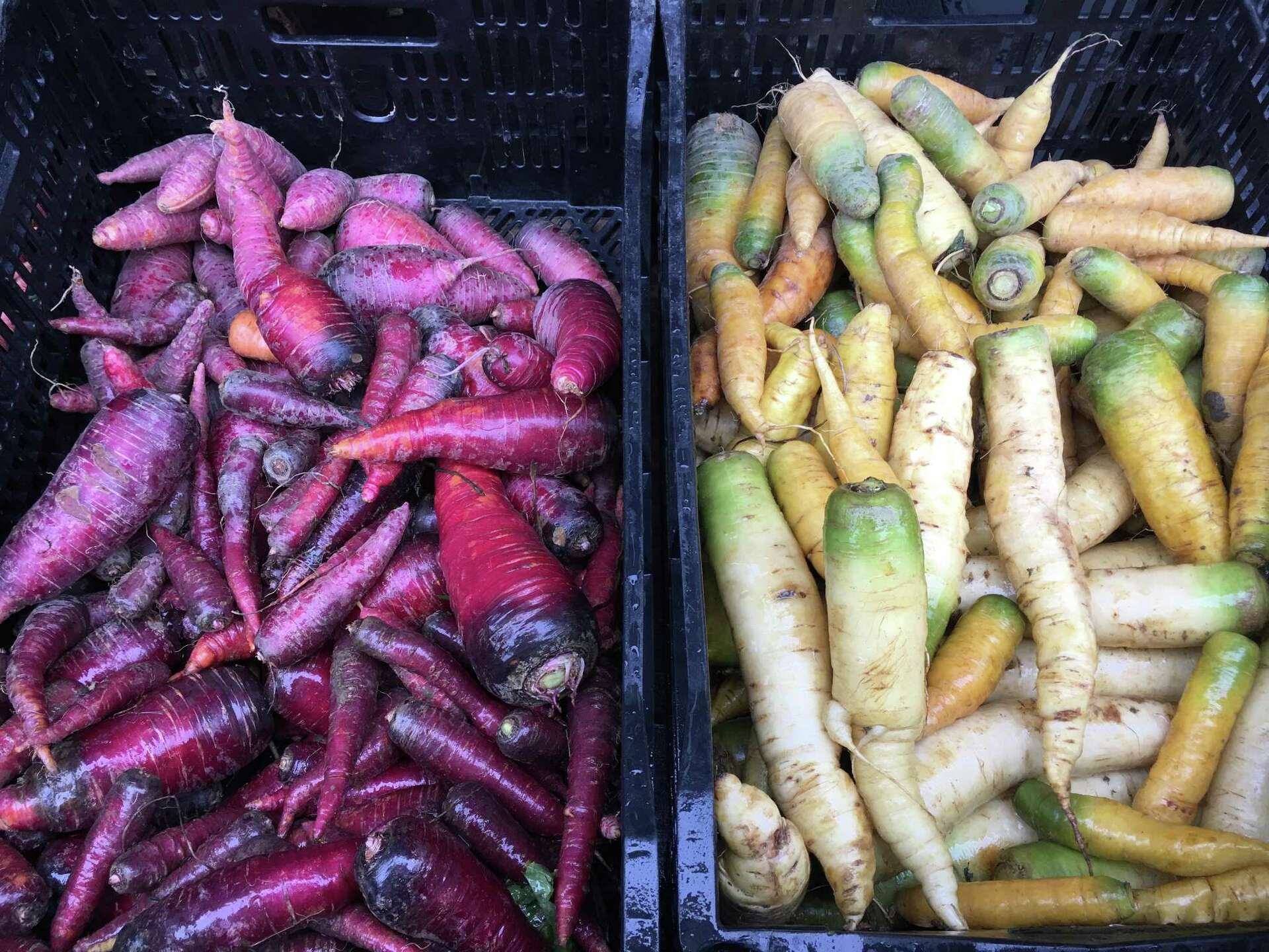 Your guide to planting a winter vegetable garden
