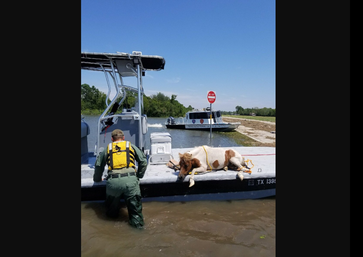 Photo shows exhausted horse after high-water Harvey rescue