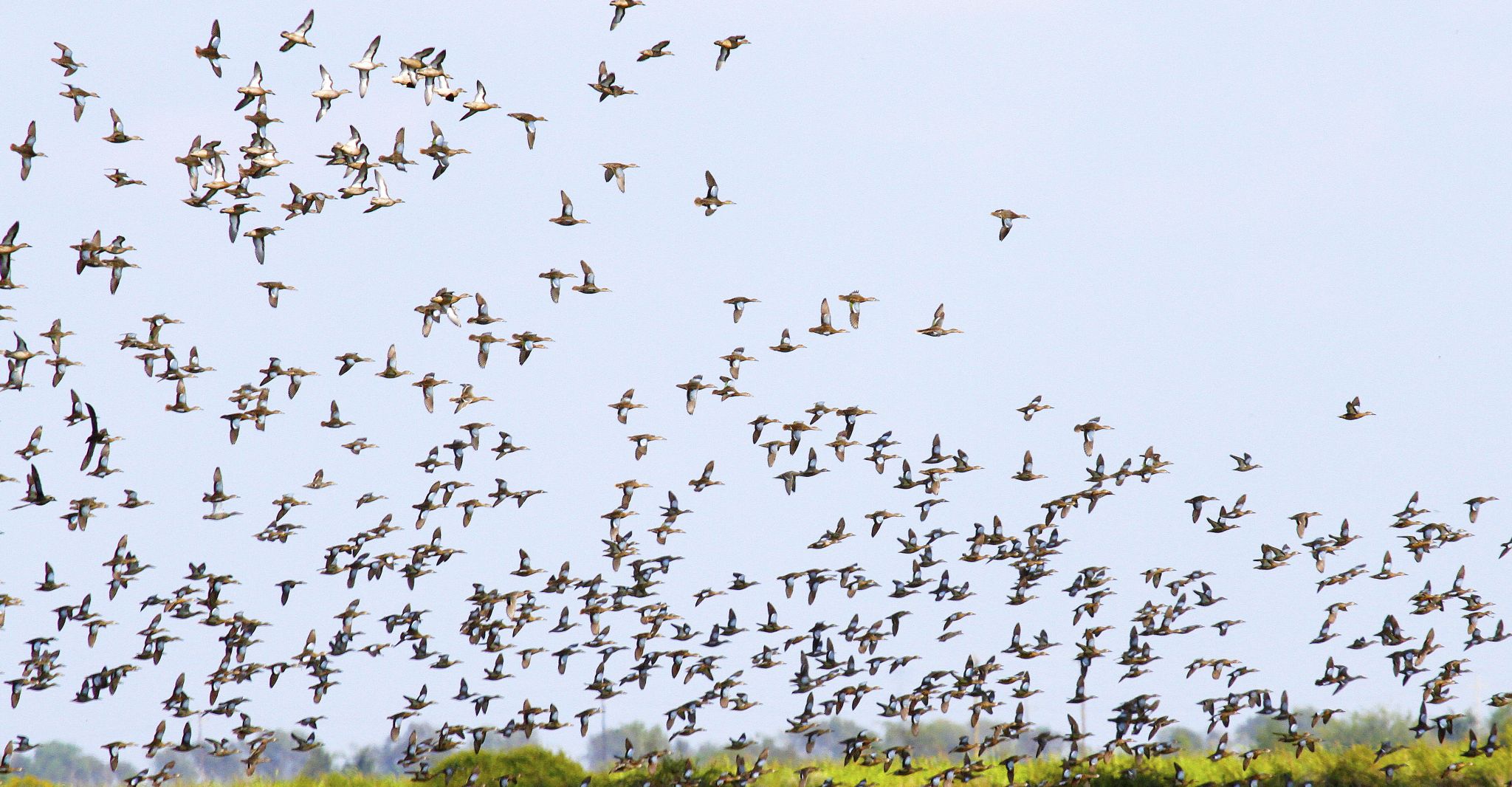 Storm has big impact on teal season