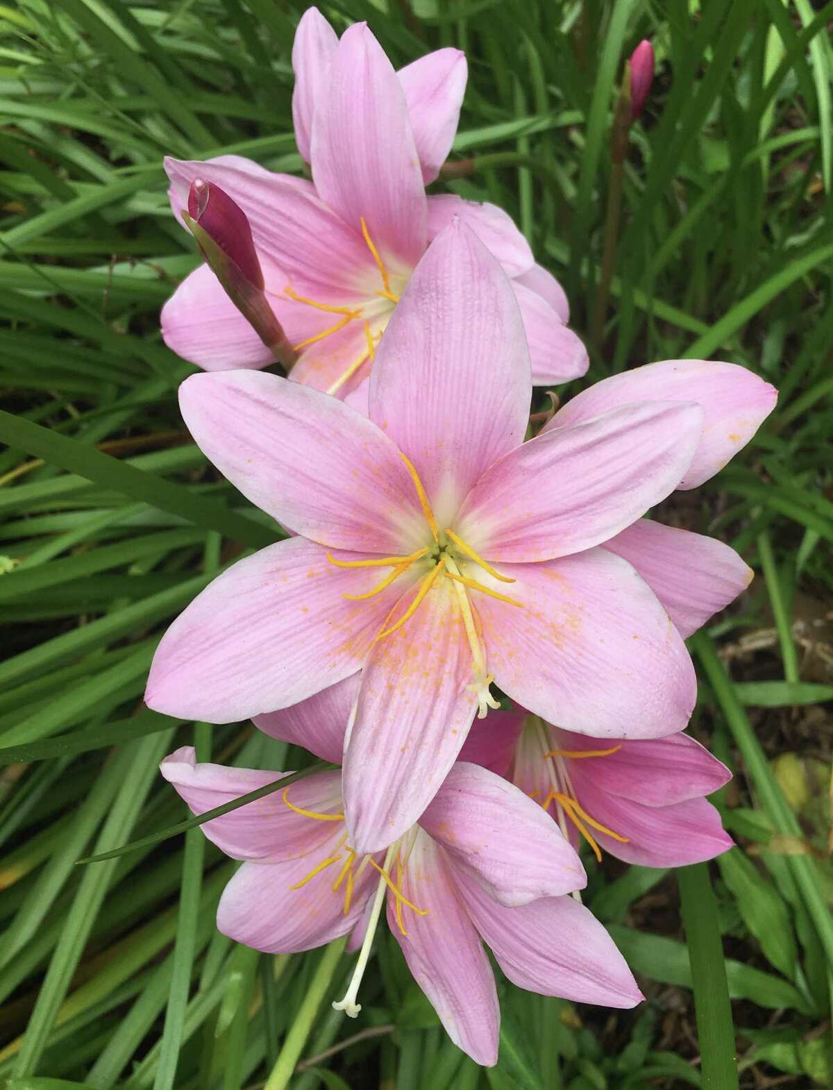 A welcome deluge of rain lilies