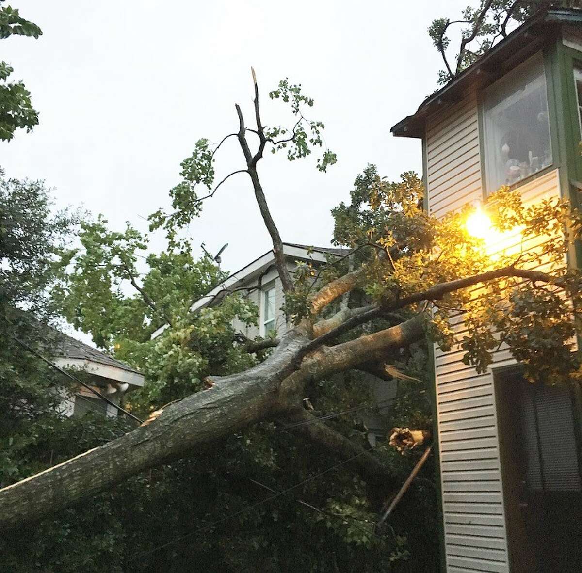 Tree triage: How to deal with storm-damaged trees