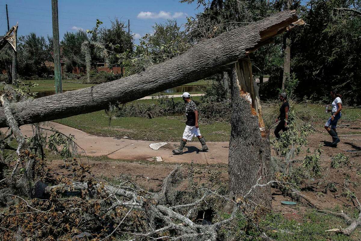Tree triage: How to deal with storm-damaged trees
