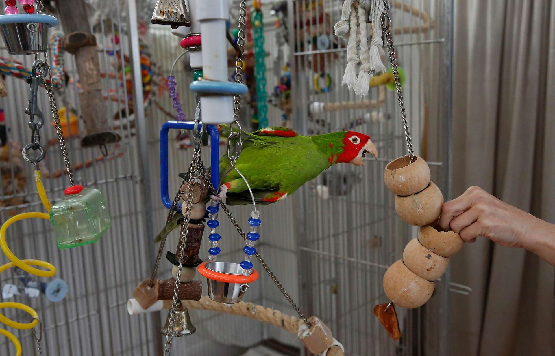 Telegraph Hill parrot flock squawks on, now 300 strong