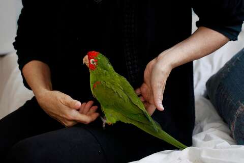 Telegraph Hill parrot flock squawks on, now 300 strong