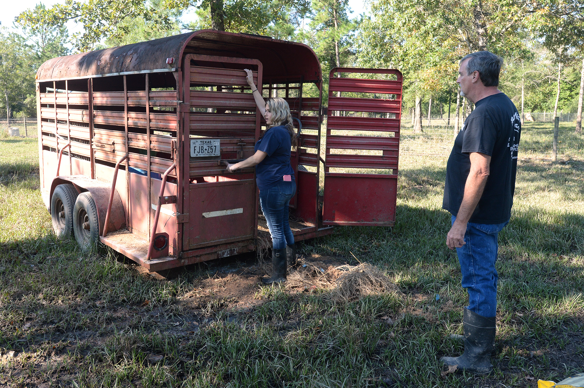 Cattle rescued in 5 feet of water