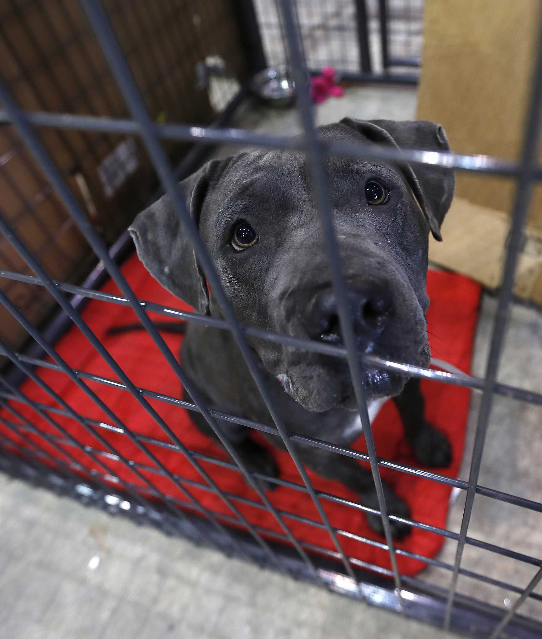 NRG pet pavilion hopes to reunite owners, animals