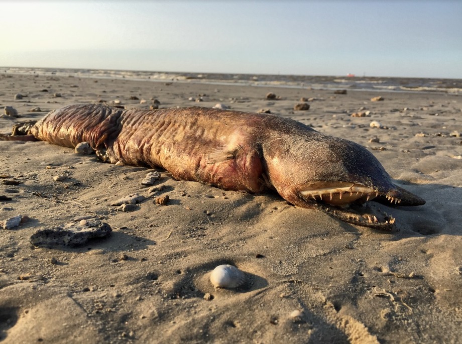 Hurricane Harvey washes mystery deep-sea creature ashore on Texas City ...