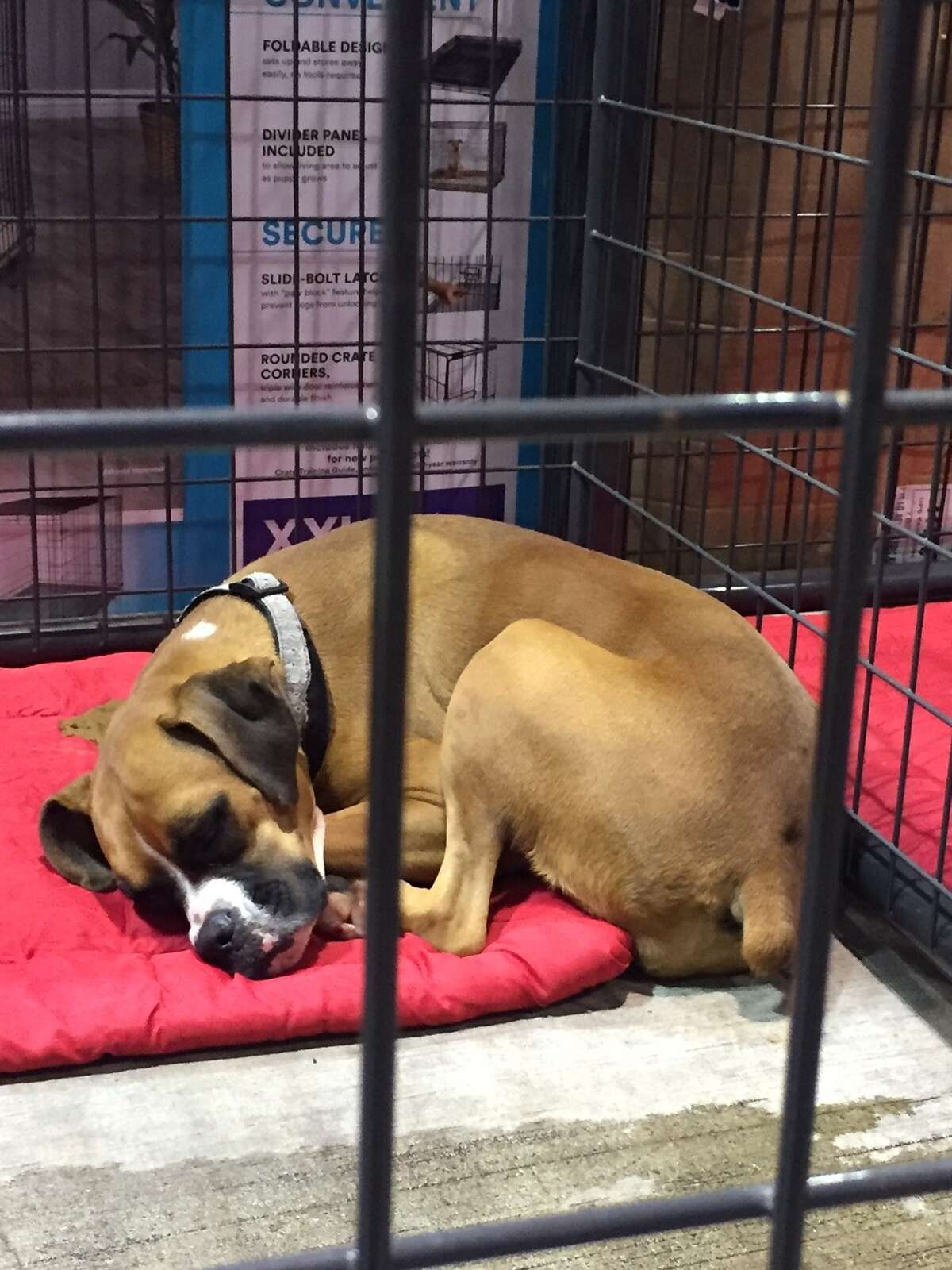 NRG pet pavilion hopes to reunite owners, animals