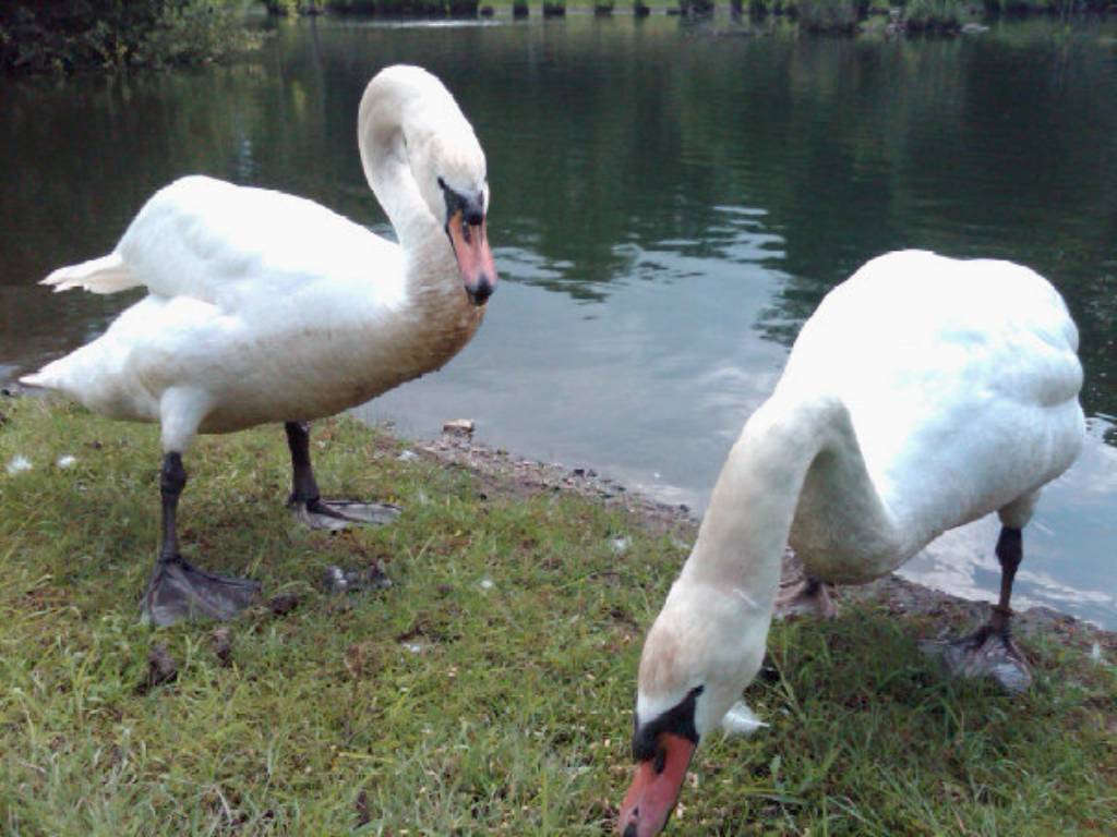 Swan song with a new twist: Homeowner reports bird-napping