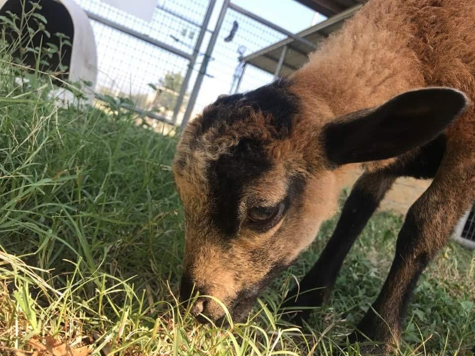 Lamb saved from rising waters finds permanent home