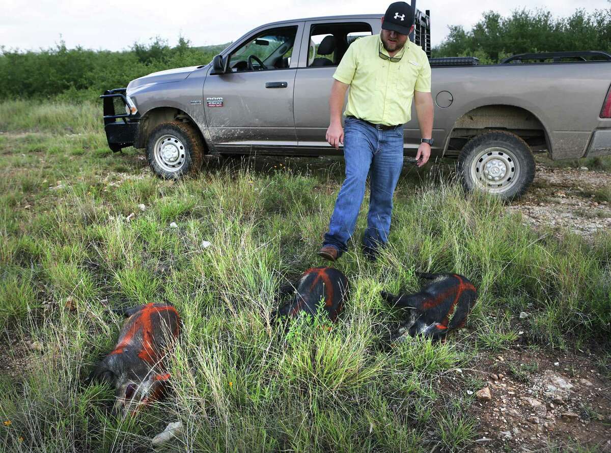 Feral hog trial at Camp Bullis a ‘practice run’ for pig poison