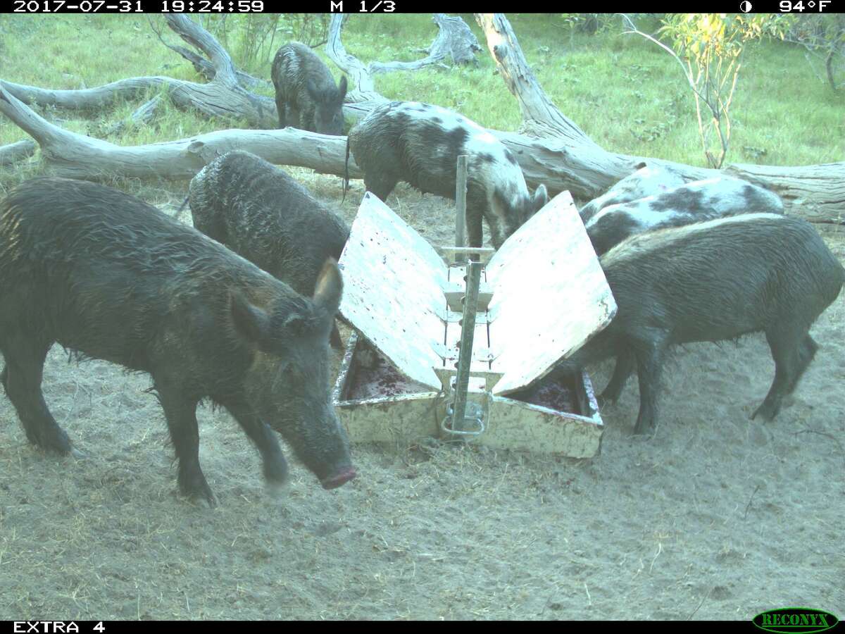 Feral hog trial at Camp Bullis a ‘practice run’ for pig poison