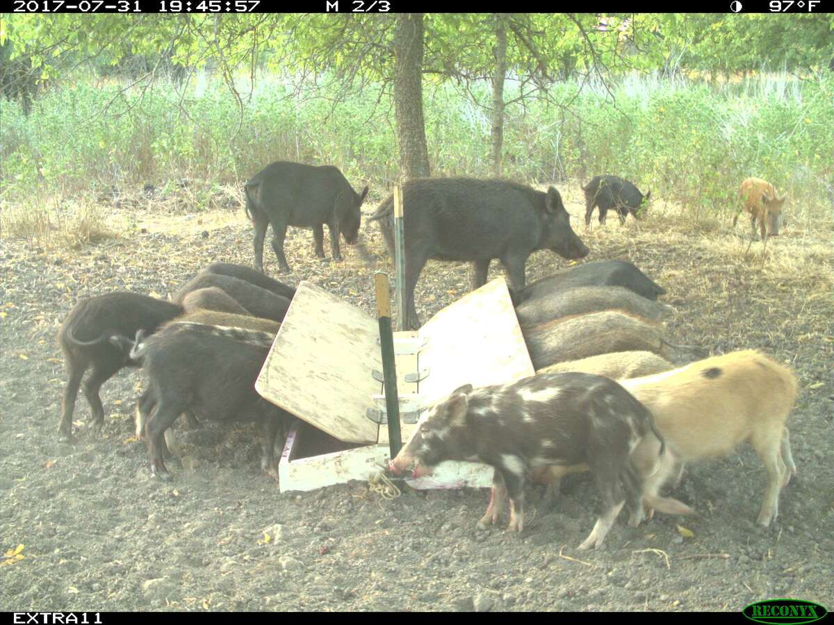 Feral hog trial at Camp Bullis a ‘practice run’ for pig poison