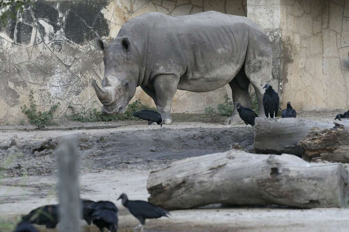 Uninvited vultures coexist with animals at San Antonio Zoo