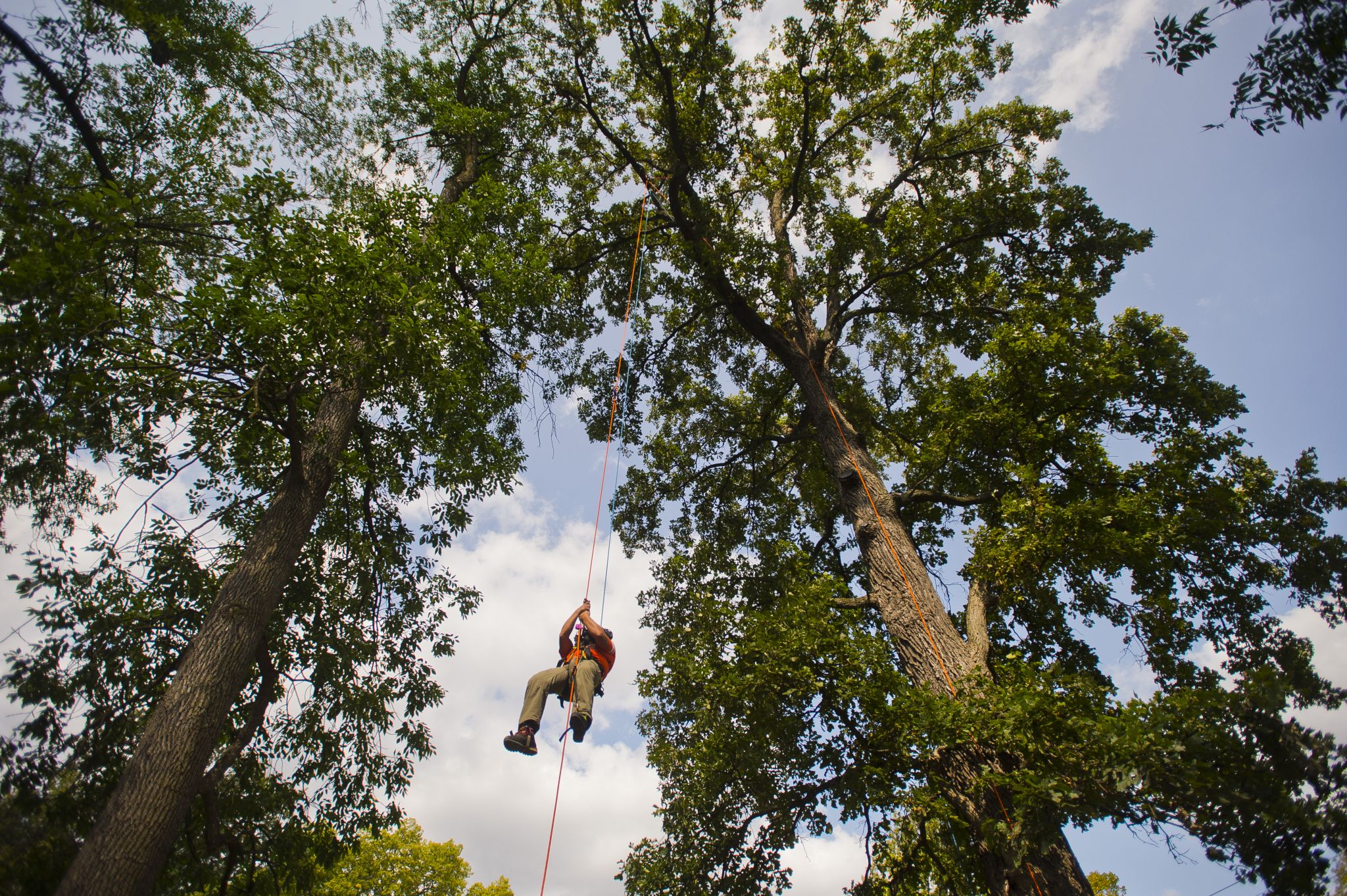 Michigan Tree Climbing Championship held at Emerson Park