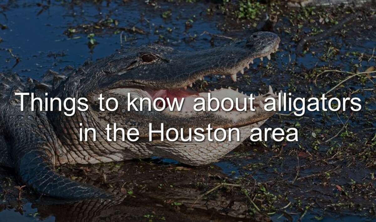 Everything you need to know about alligators in SETX