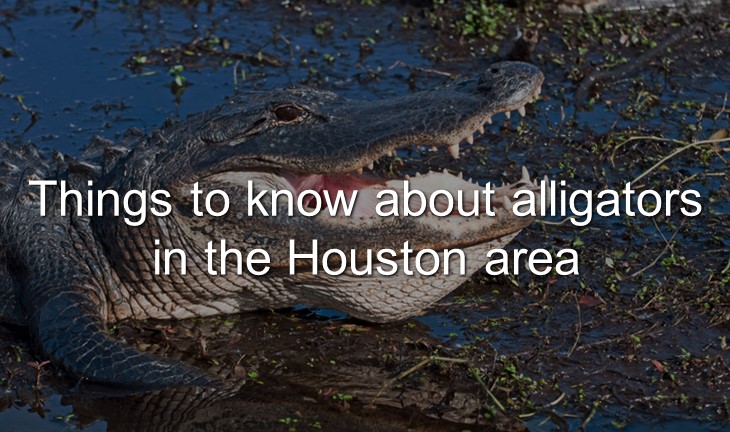 Everything you need to know about alligators in the Houston area