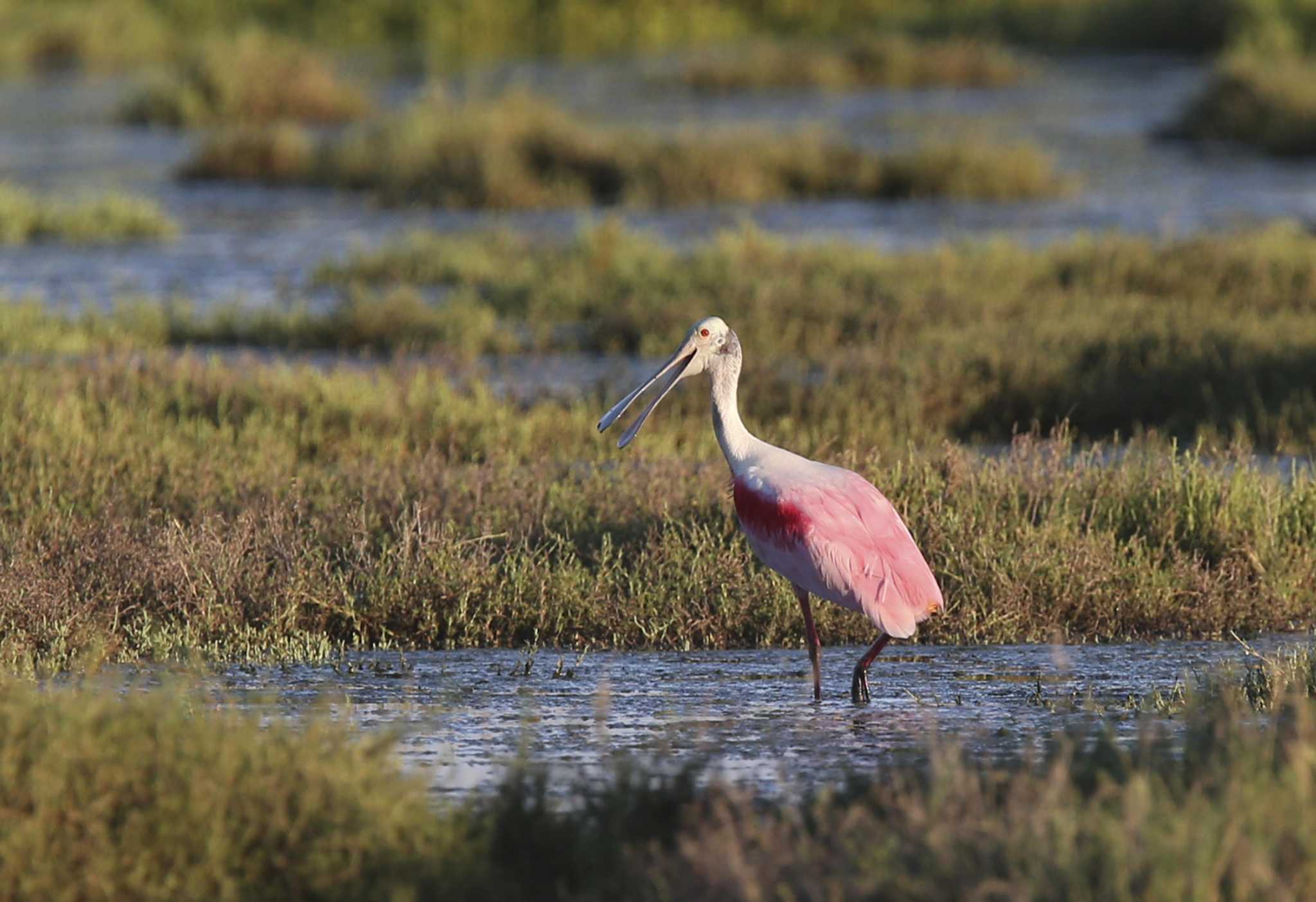 Pink subtropical bird spotted in Milford and Stratford