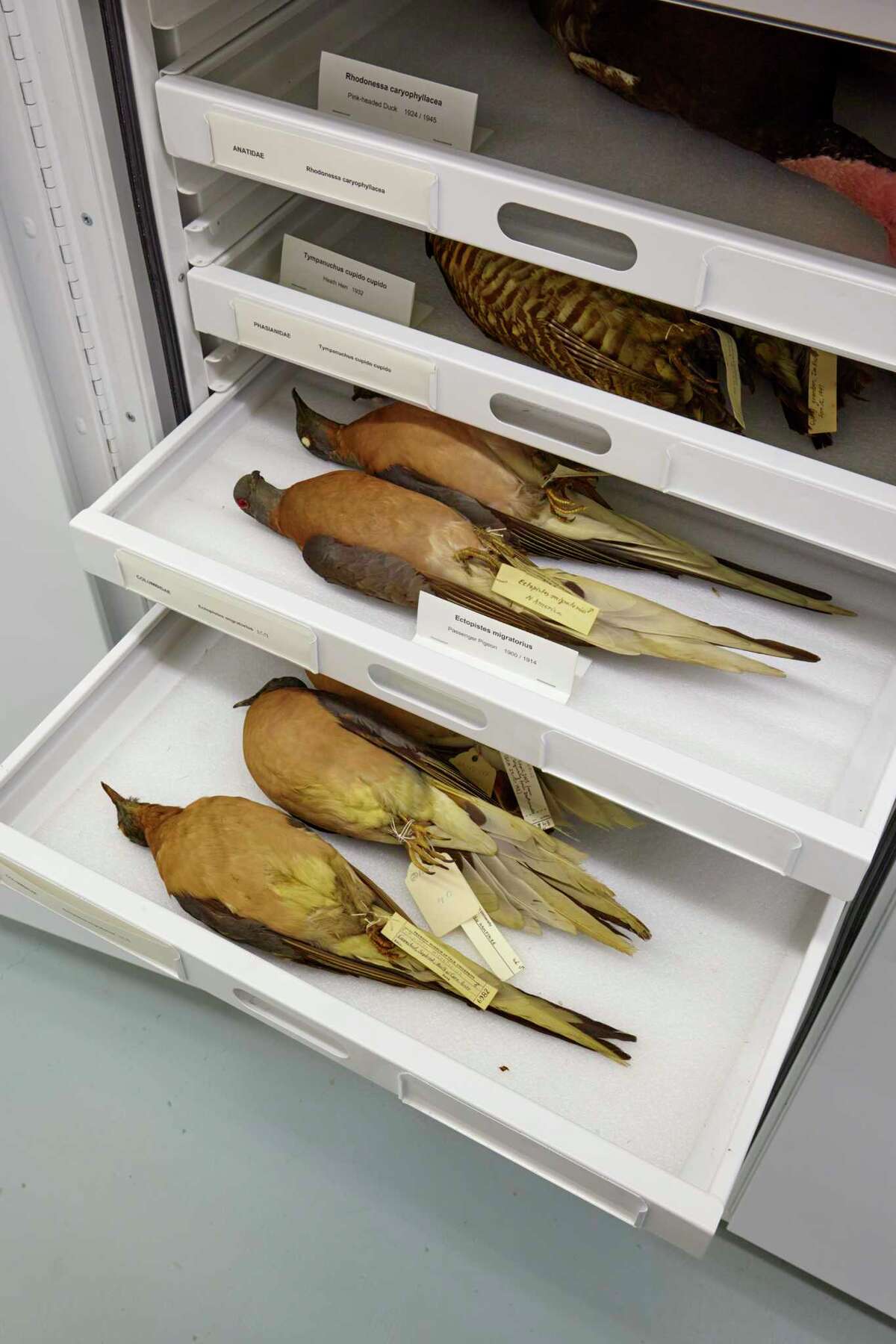 PHOTOS of Yale Peabody Museum of Natural History