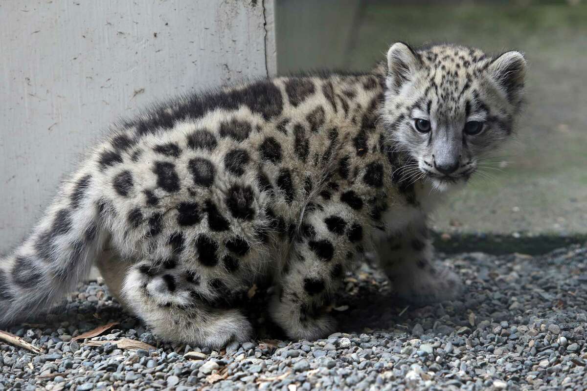 PHOTOS: Zoo's baby snow leopard makes public debut