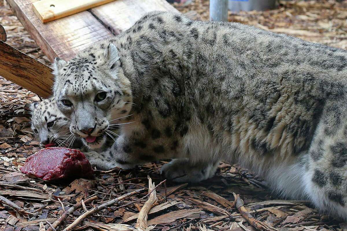 PHOTOS: Zoo's baby snow leopard makes public debut