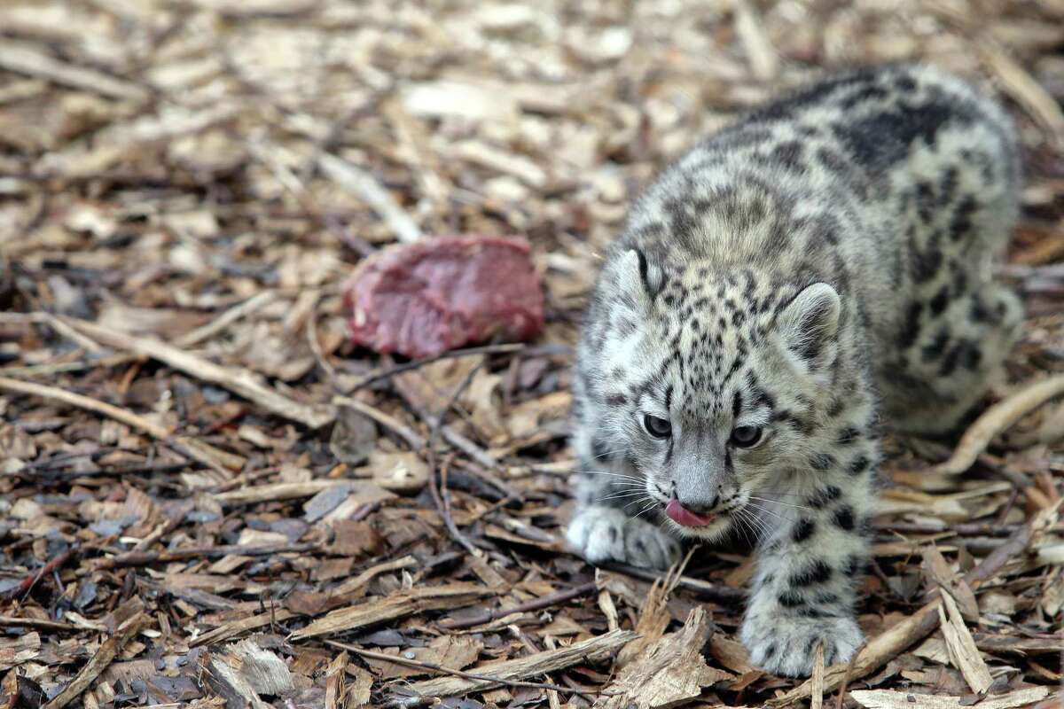 PHOTOS: Zoo's baby snow leopard makes public debut