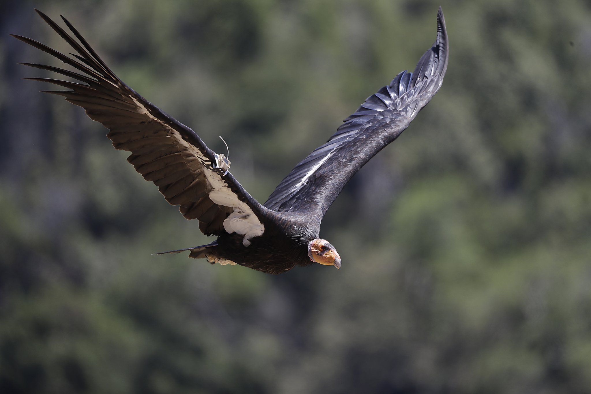 Calif. condors in Big Sur, Pinnacles have more interesting love lives ...