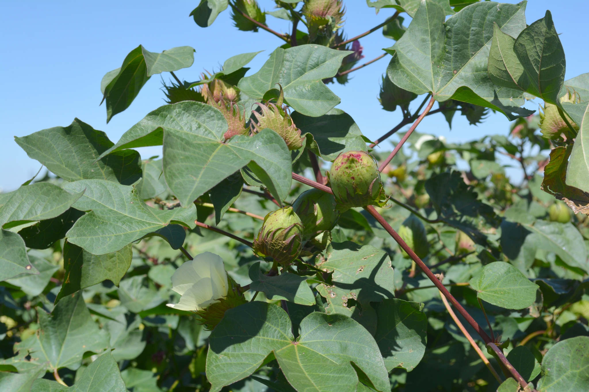 Blooms & Bolls
