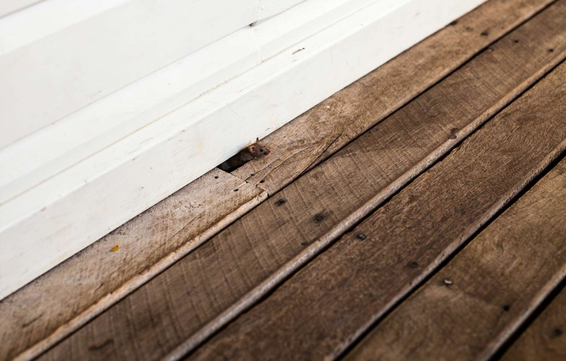 Rat complaints in San Francisco have surged over the past five years