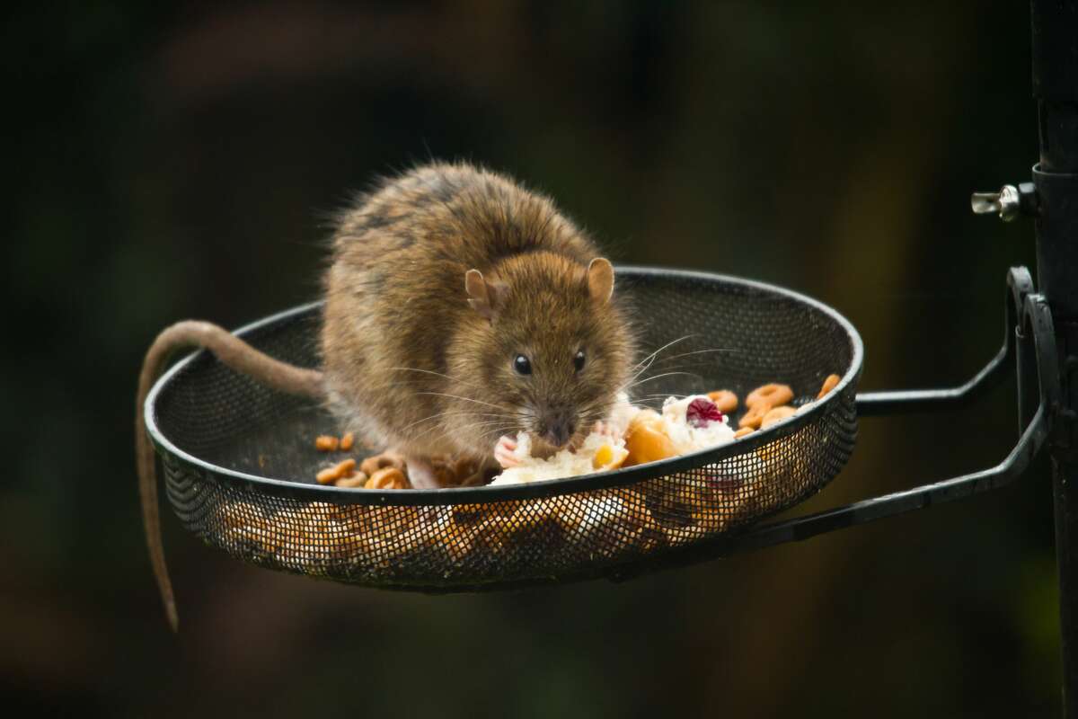 Invasive 20-pound rodents increasingly burrowing into California
