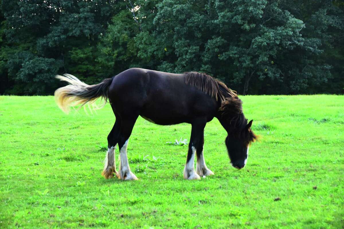 Matt Baumgartner going pastoral with June Farms