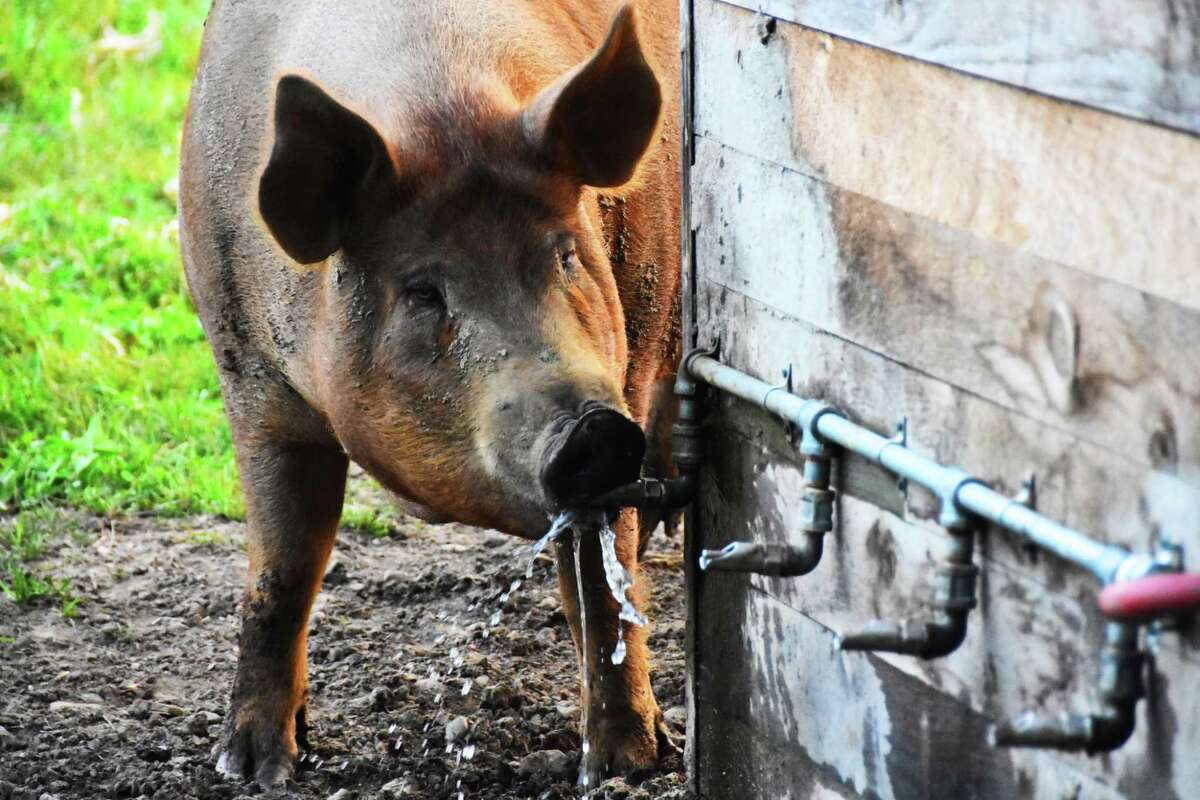 Matt Baumgartner going pastoral with June Farms