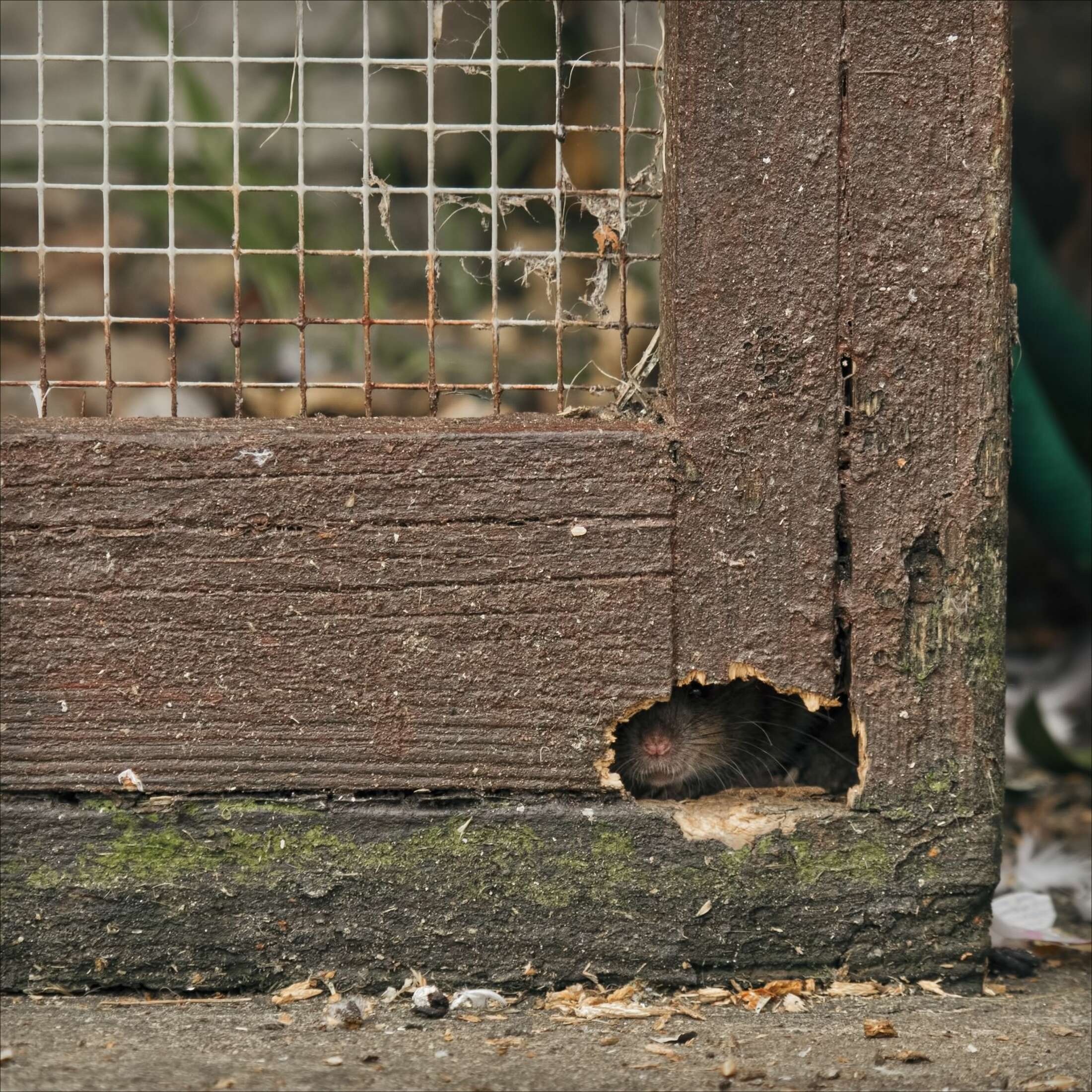 Invasive 20-pound rodents increasingly burrowing into California